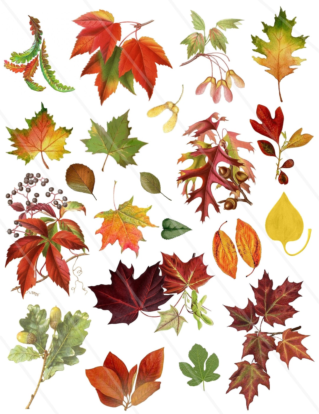 Fall Leaves Clip Art Digital Collage Sheet Autumn Scrapbooking Fall ...