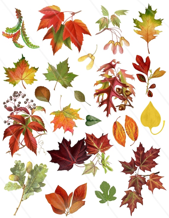 Fall Leaves Clip Art Digital Collage Sheet Autumn Scrapbooking | Etsy