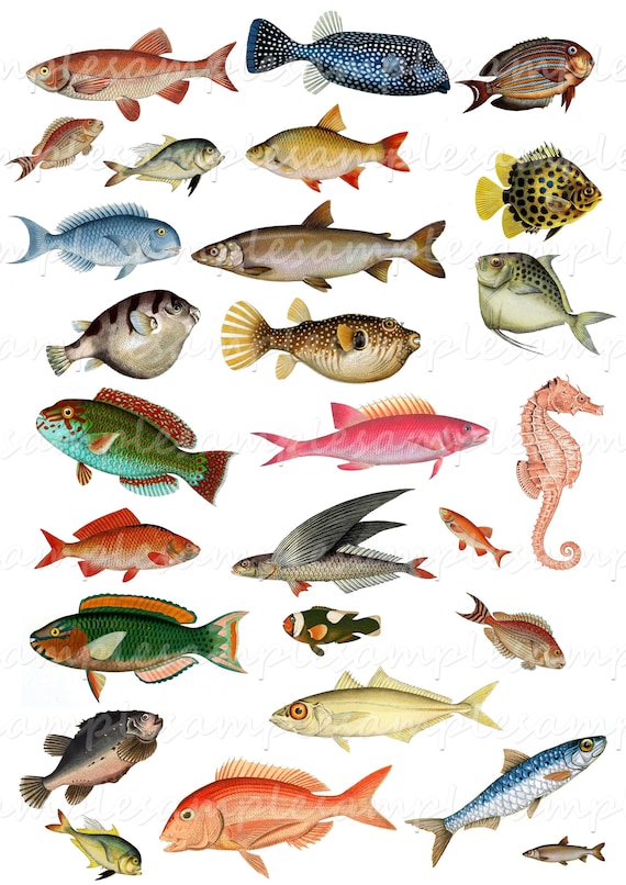Fish Clipart PNG Images Digital Collage Sheet JPEG Vintage | Etsy
