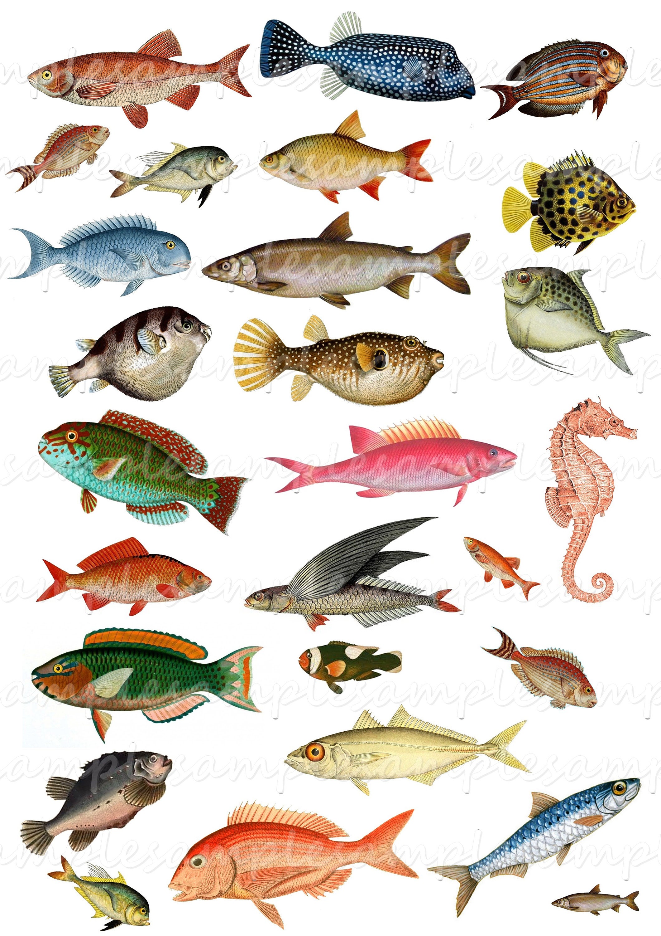 Fish Clipart PNG Images Digital Collage Sheet JPEG Vintage Fishes ...