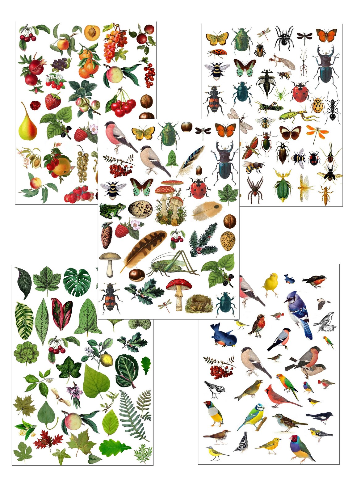 Digital Collage Sheet Woodland Nature Bird Leaf Insect PNG - Etsy