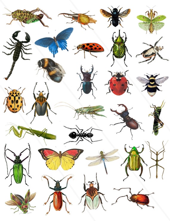 Imágenes Prediseñadas De Insectos Para Niños