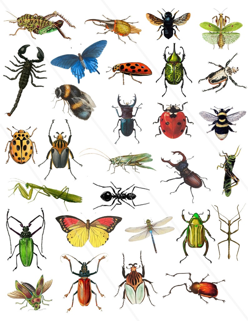 Insects Clipart PNG Images Digital Collage Sheet JPEG Vintage Insect ...