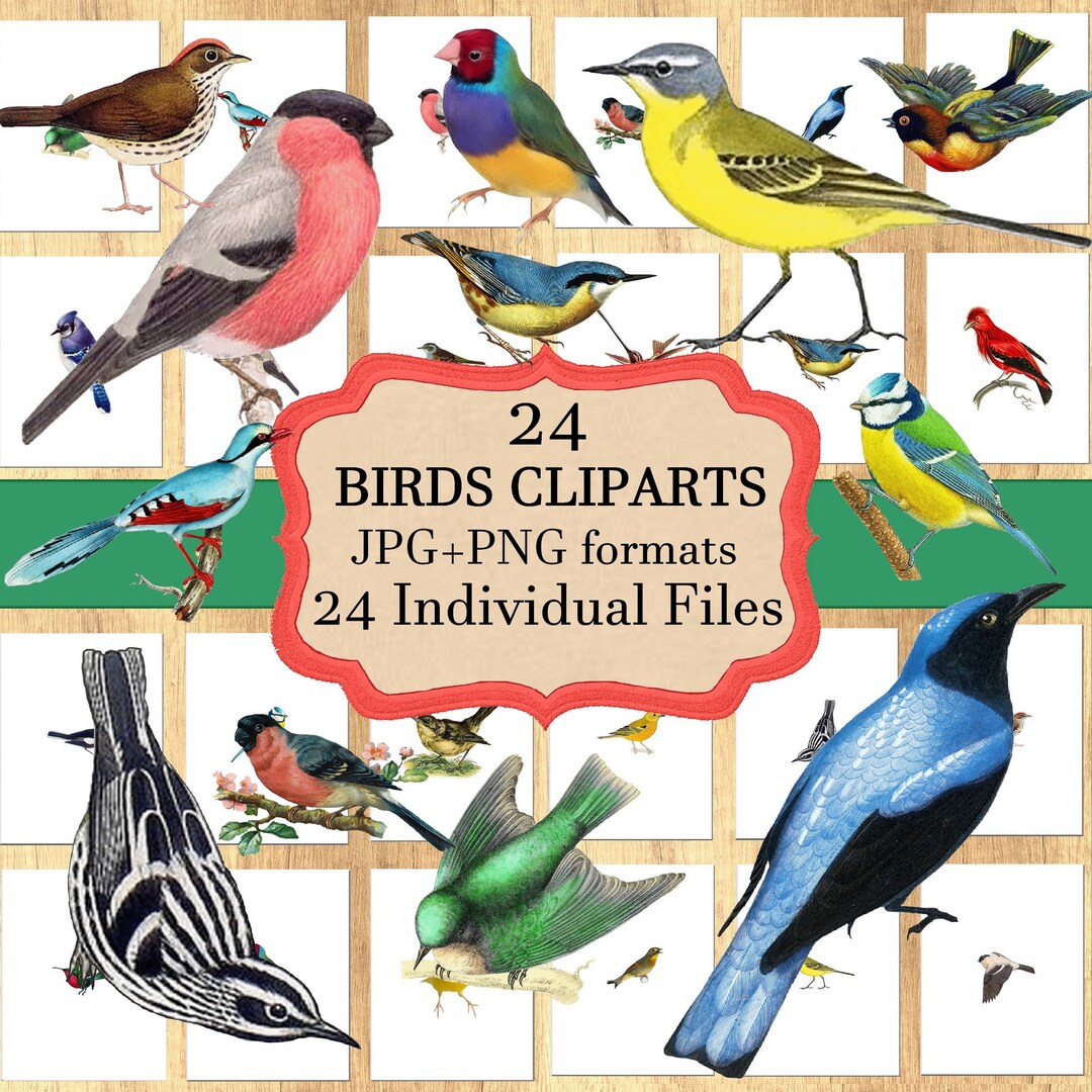 Vintage Bird Clipart Bird Print Bird Vector Digital Collage Sheet Birds ...