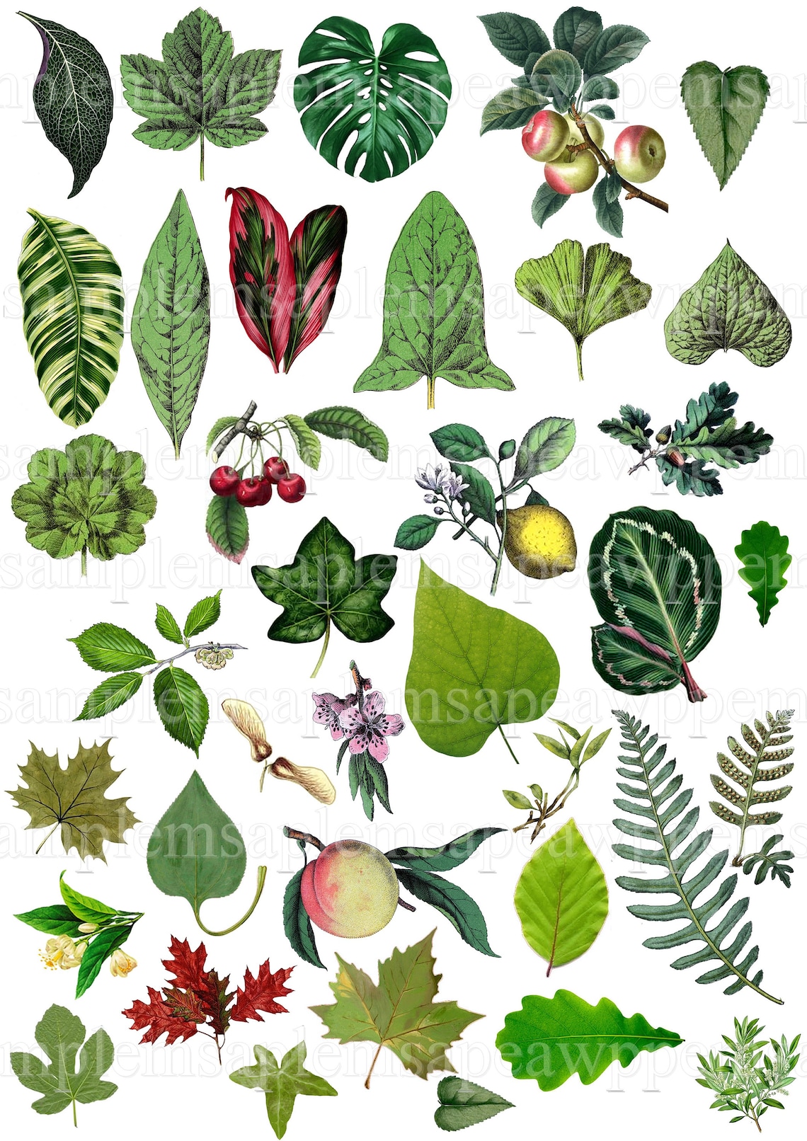 Leaf Tree Botanical Cliparts Digital Collage Sheet PNG Images - Etsy