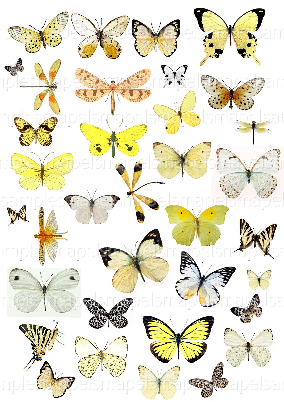 Digital Collage Sheet Butterflies Butterfly Clipart Digital Scrapbook ...
