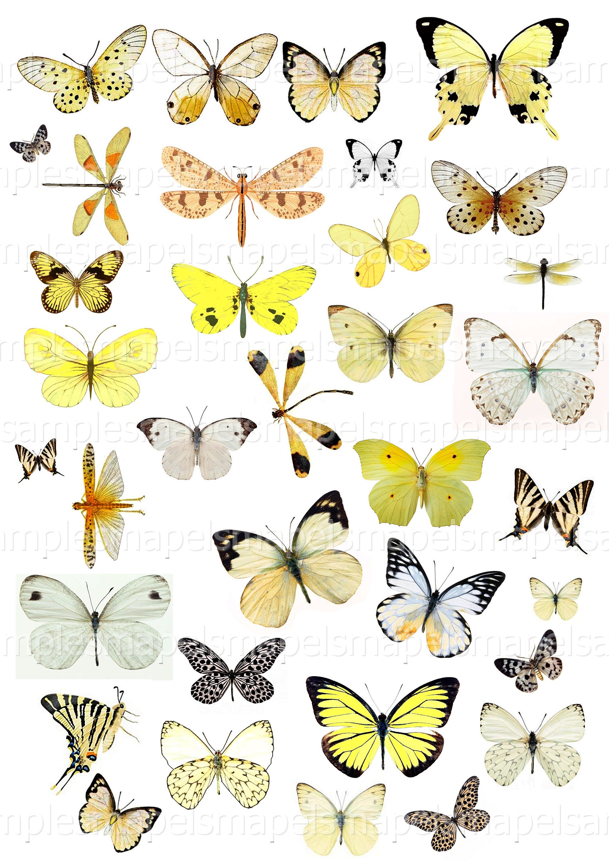 Digital Collage Sheet Butterflies Butterfly Clipart Digital - Etsy