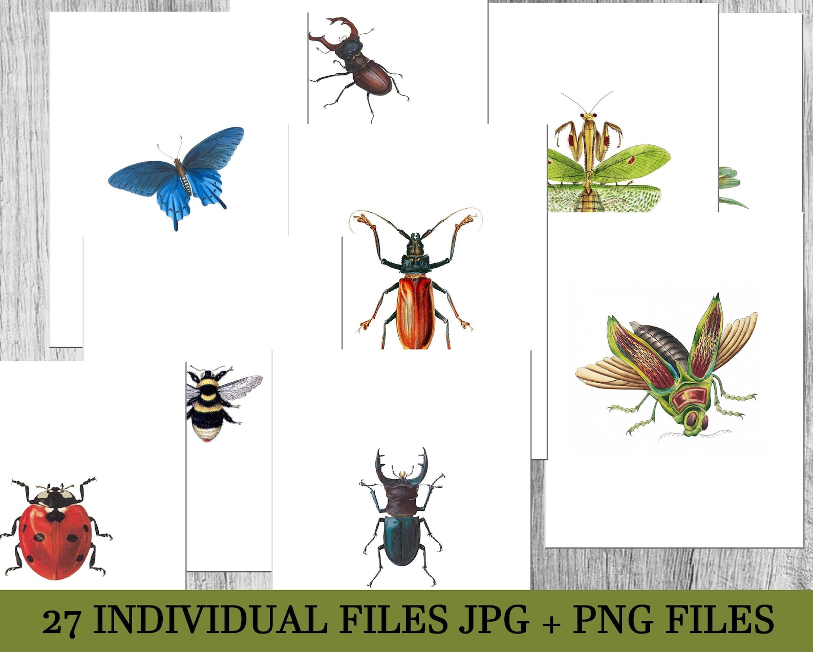 Insects Clipart PNG Images Digital Collage Sheet JPEG Vintage Insect ...