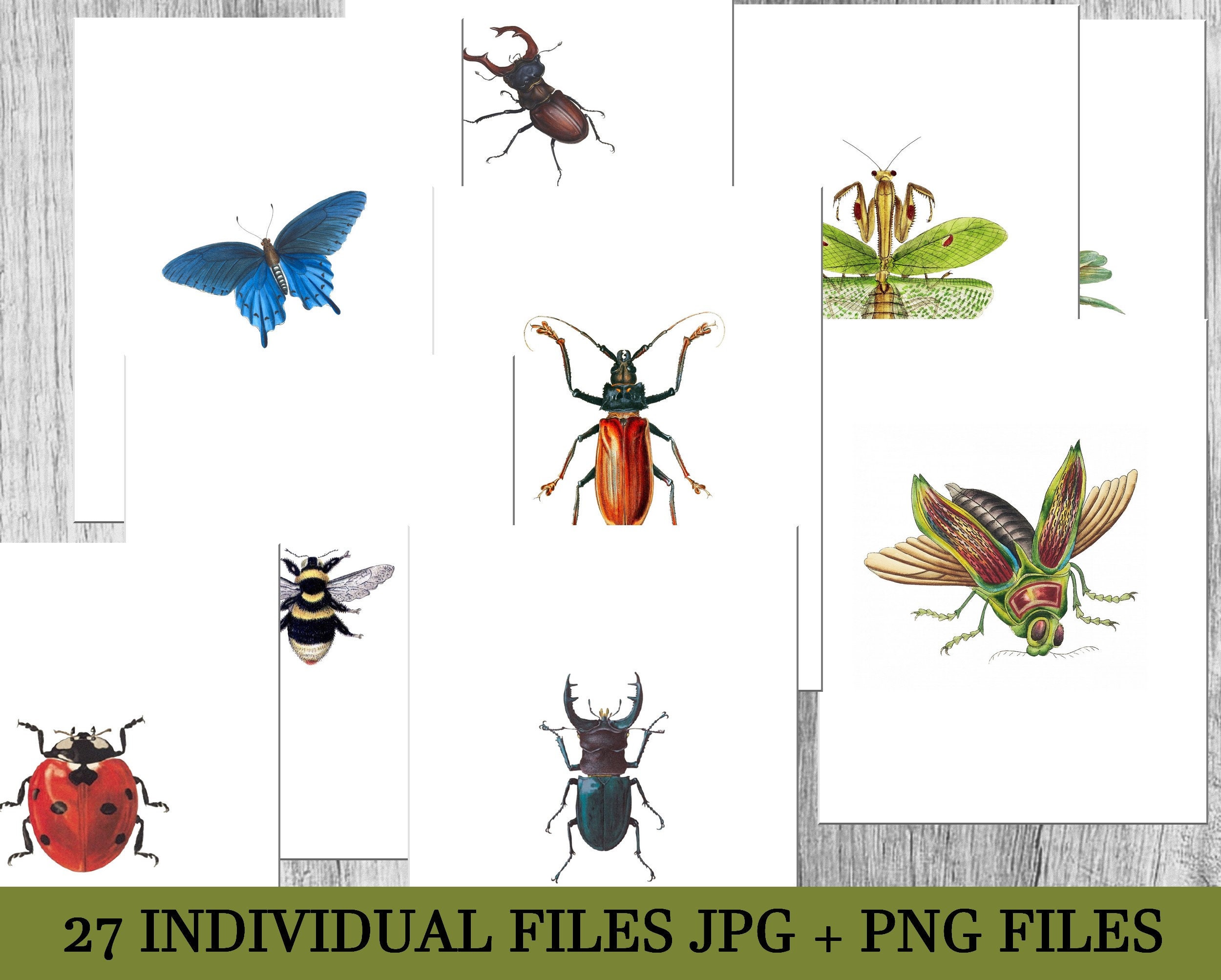 Insects Clipart PNG Images Digital Collage Sheet JPEG Vintage Insect ...