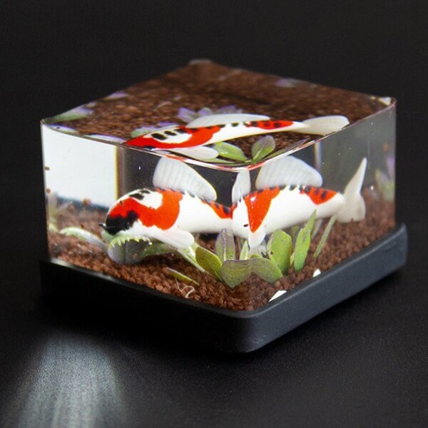 Miniature Koi Fish - Etsy
