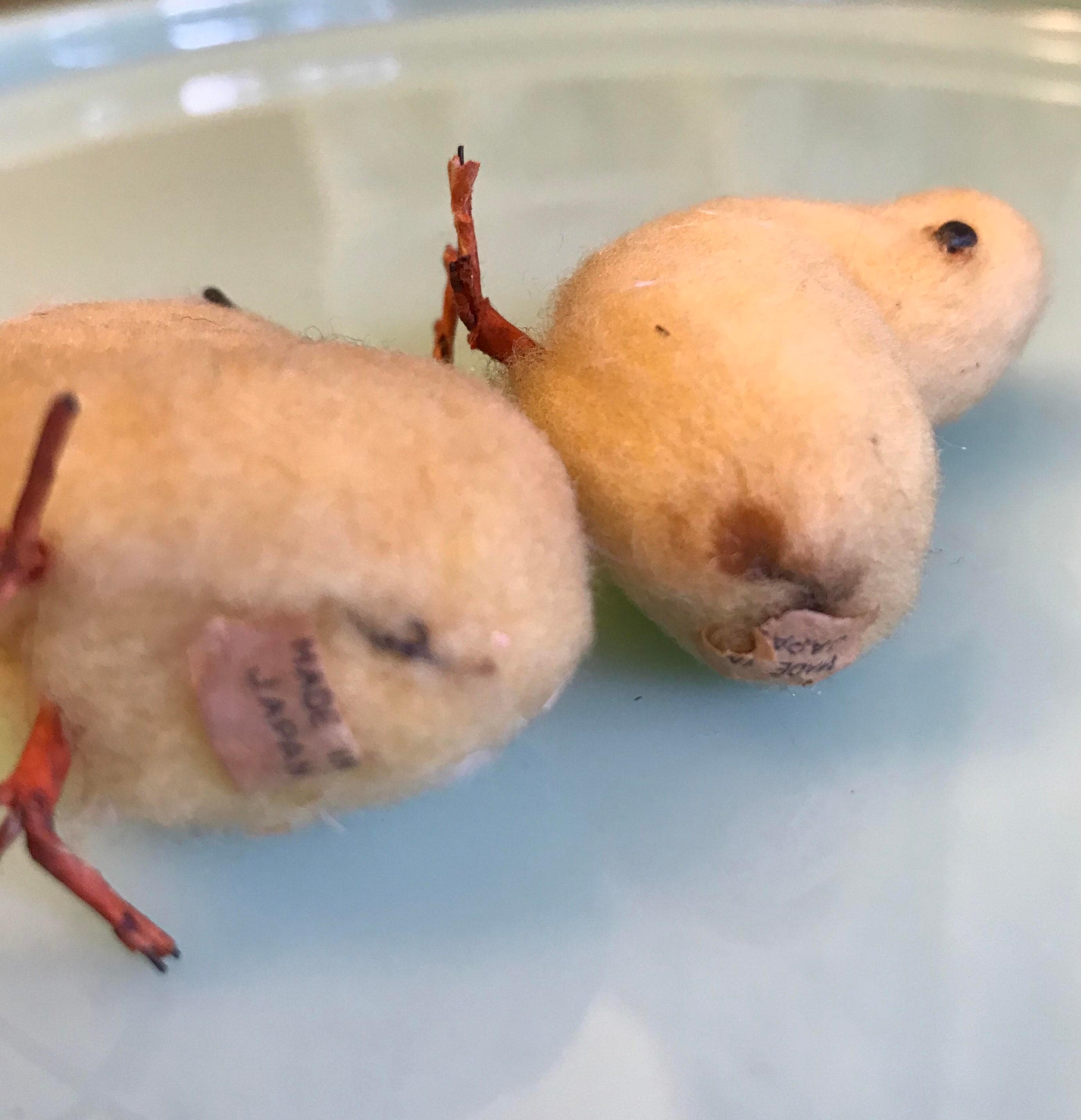Vintage Spun Cotton Chicks, Easter Chicks, Little Easter chick ... Vintage Spun Cotton Chicks, Easter Chicks, Little Easter chick ...
