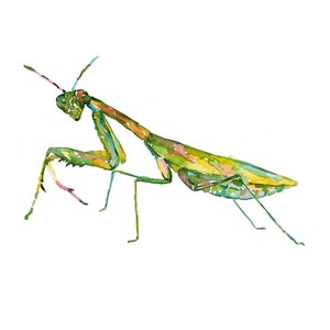 Praying Mantis Painting Watercolour Ink Iridescent Green Wall Art Bug ...