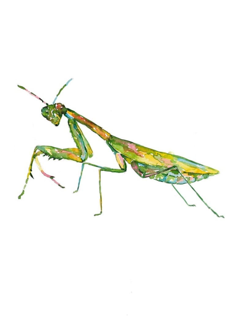 Praying Mantis Painting Watercolour Ink Iridescent Green Wall Art Bug ...