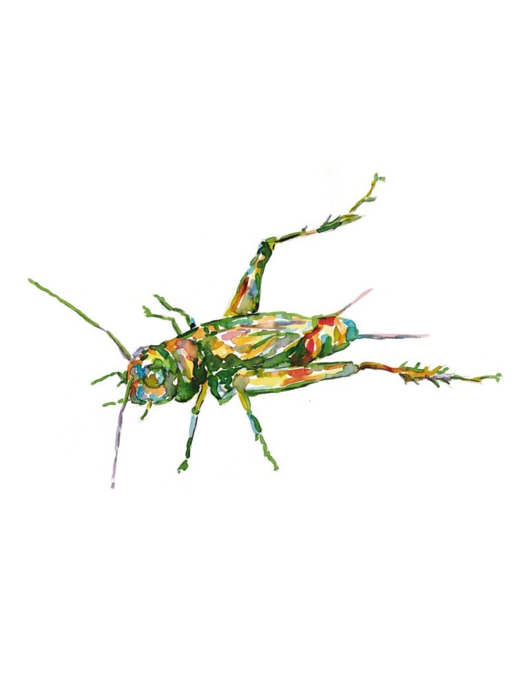 Field Cricket Painting Watercolour Ink Iridescent Green Wall Art Bug ...
