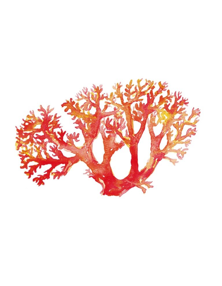 Set of 3 Coral Watercolor Painting Print Art Botanical Illustration ...