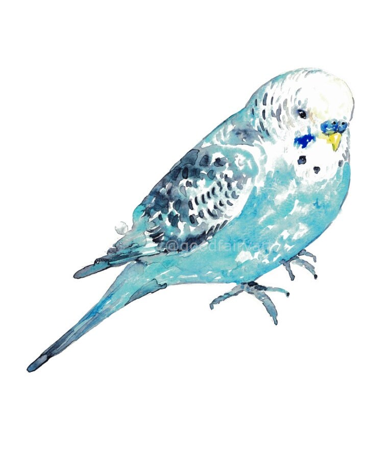 Budgie Painting Wall Poster Watercolor Art Decor Print Drawing | Etsy