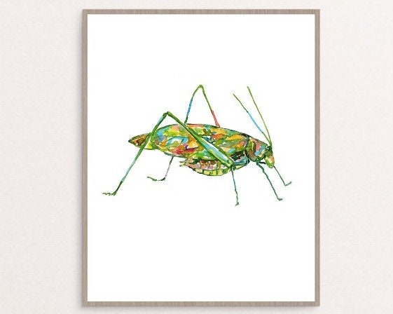 Katydid Drawing