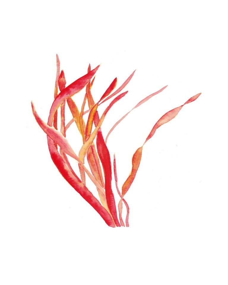 Set of 3 Coral Watercolor Painting Print Art Botanical Illustration ...