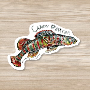 Candy Darter Sticker - Waterproof, Vinyl - Etsy