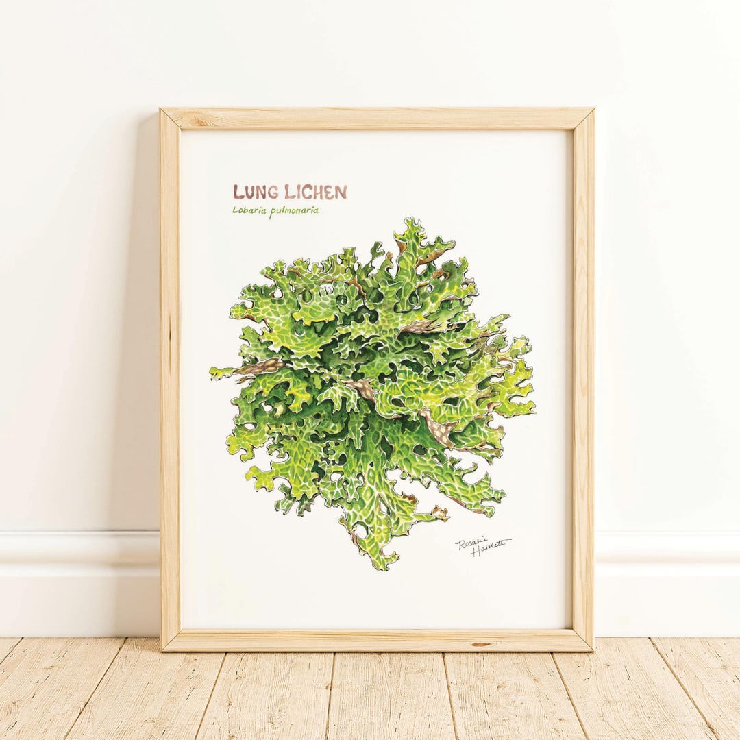 Lung Lichen - Watercolor Nature Art Print - Etsy