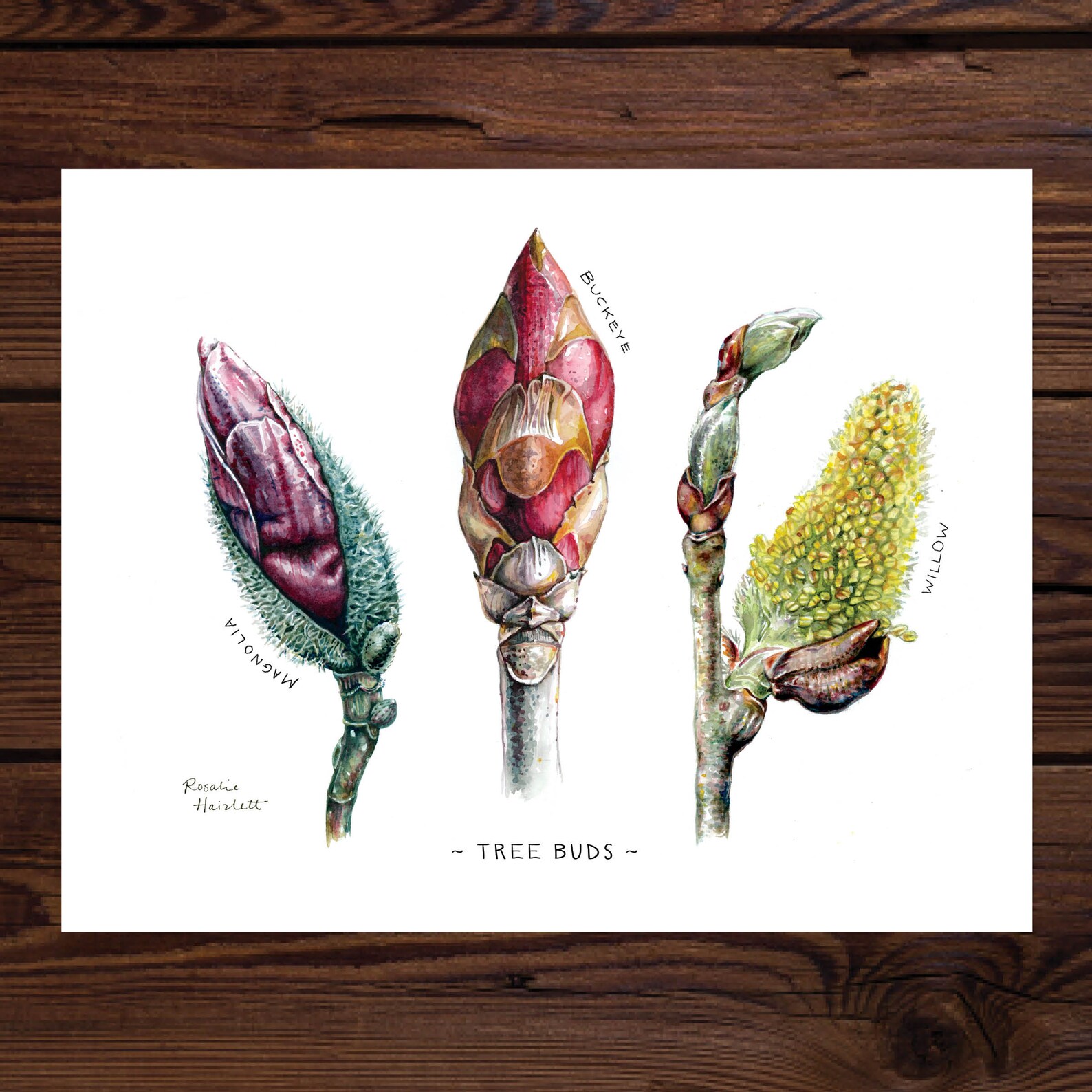 Tree Buds Original Watercolor Art Print - Etsy