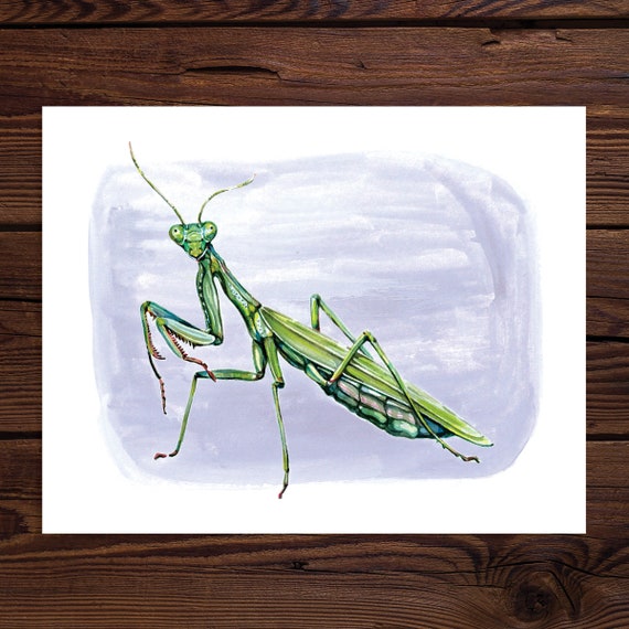 Ghost Mantis Original Watercolor Painting Urns & Memorials Pet Supplies ...