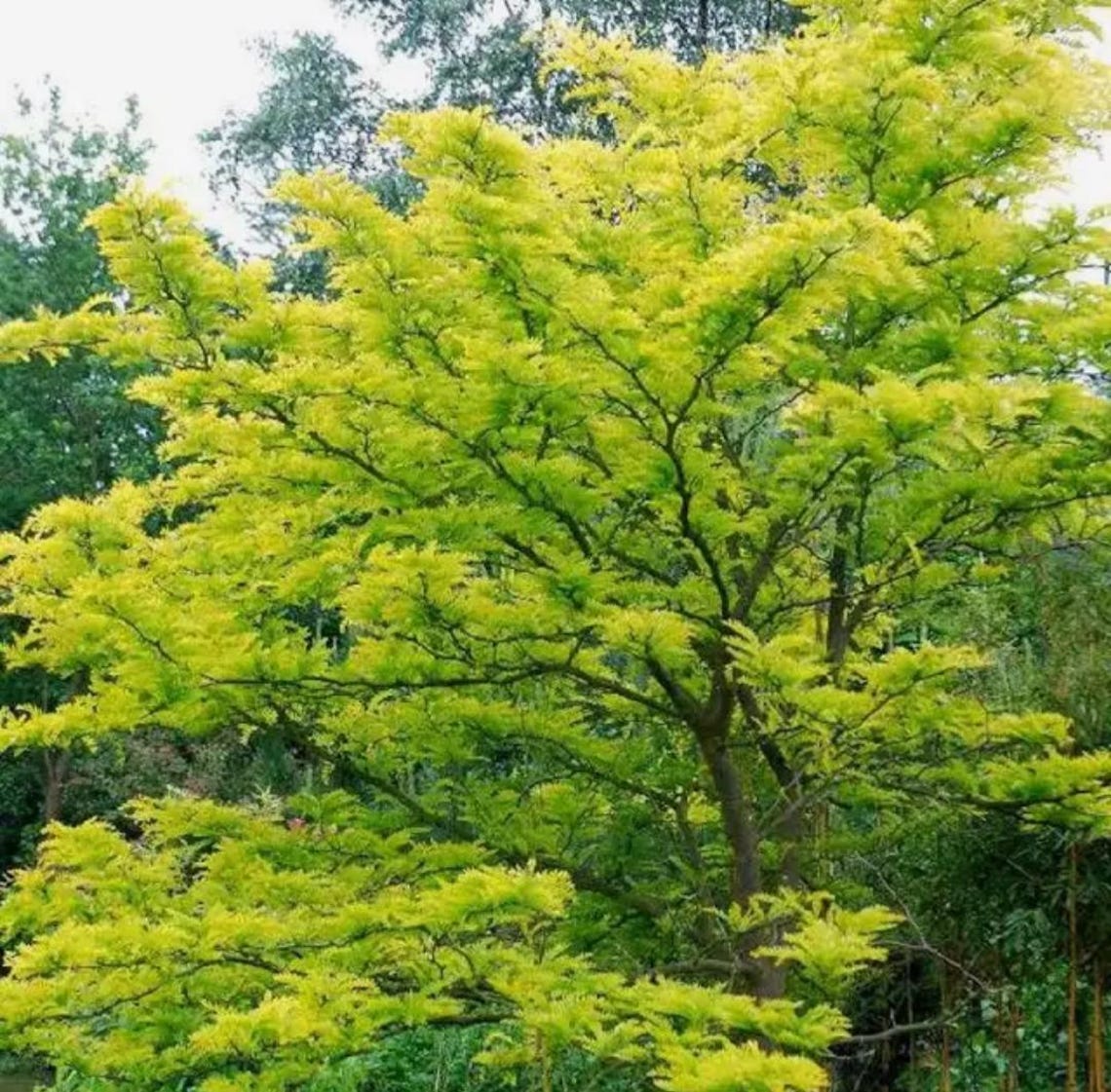 Honey Locust Tree Seeds Pods. - Etsy