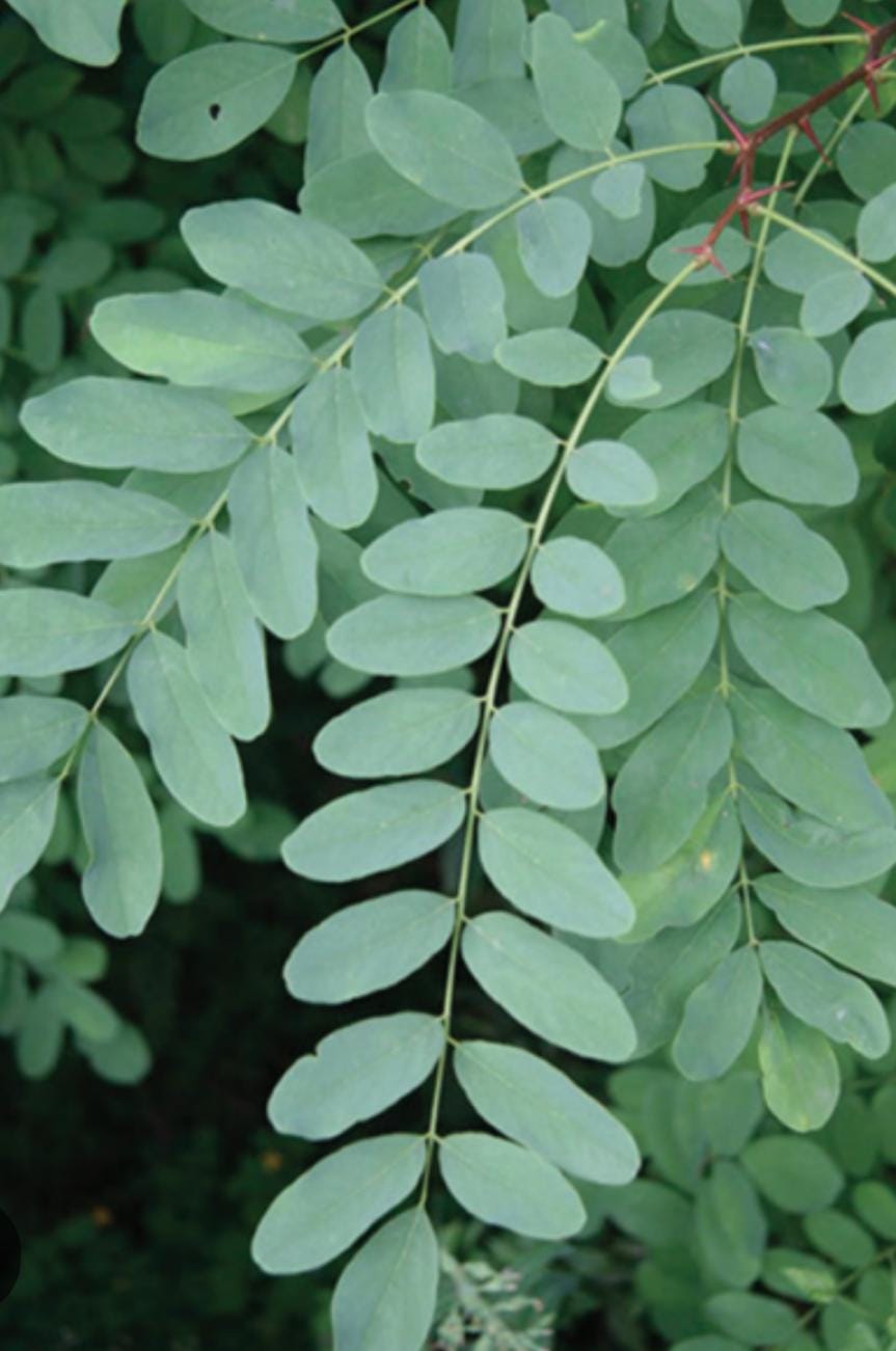 Honey Locust Tree Seeds Pods. - Etsy