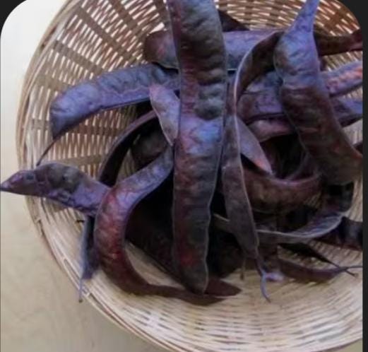 Honey Locust Tree Seeds Pods. - Etsy