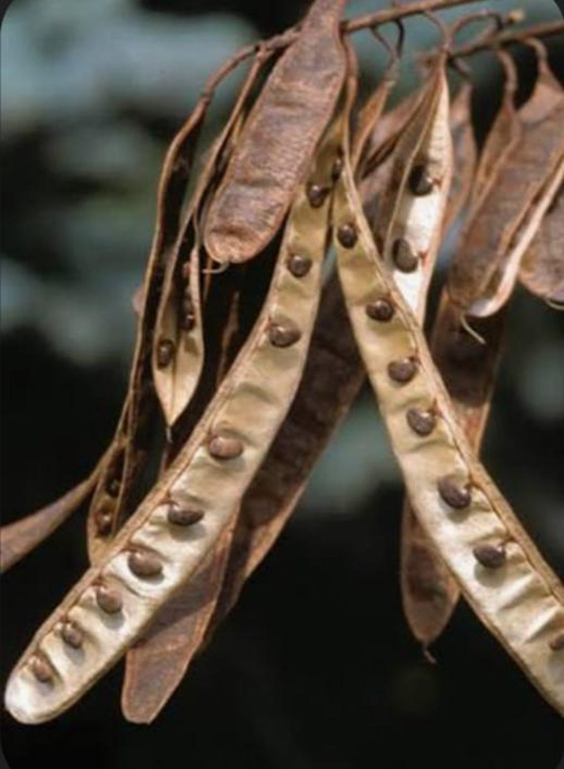 Honey Locust Tree Seeds Pods. - Etsy