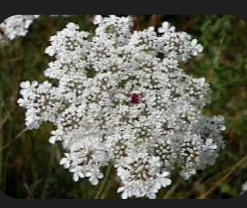 Queen Anne's Lace Seeds - Etsy