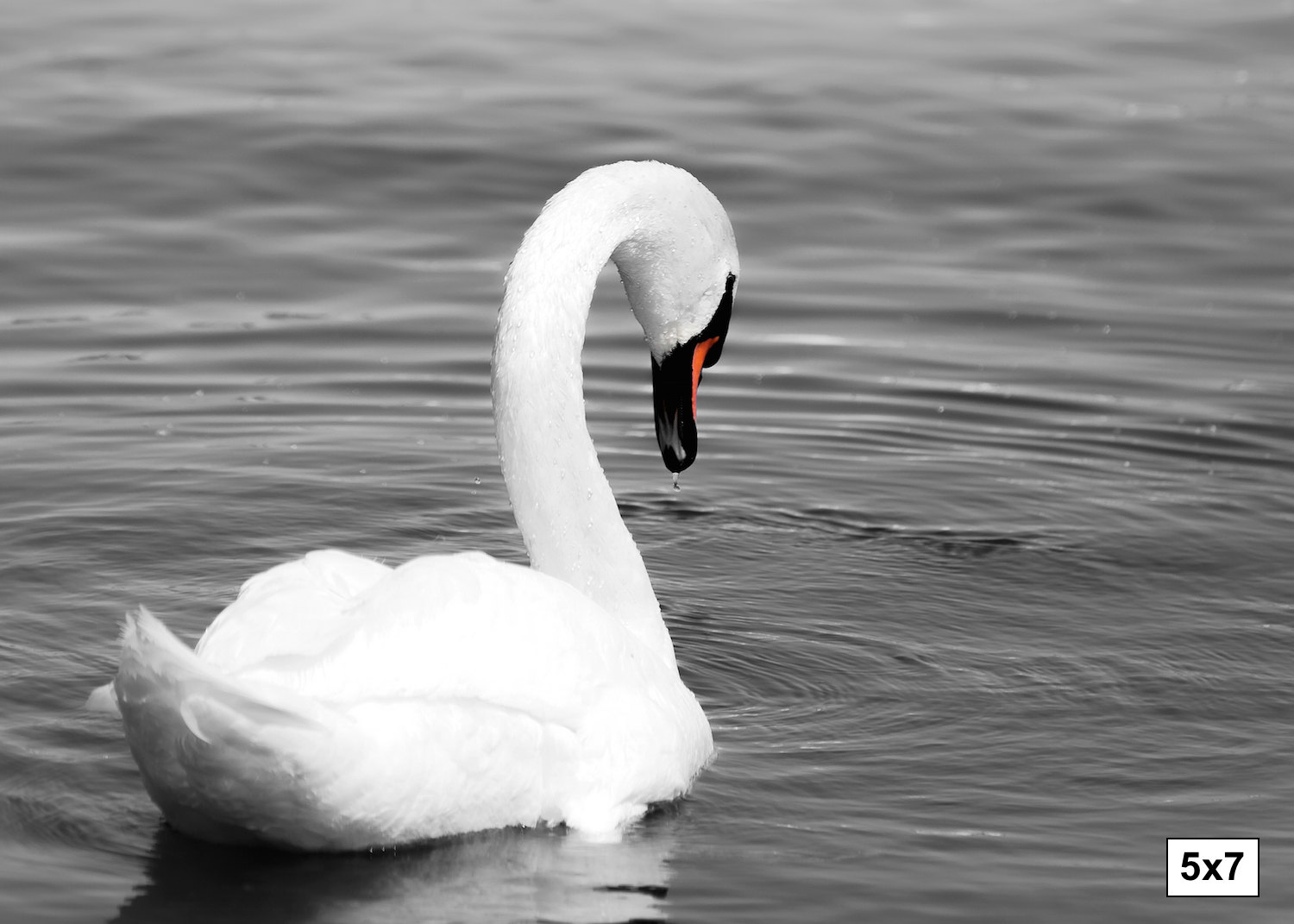 Swan Photography, Swan Print, Swan Wall Art, Swan Decor, Selective ...