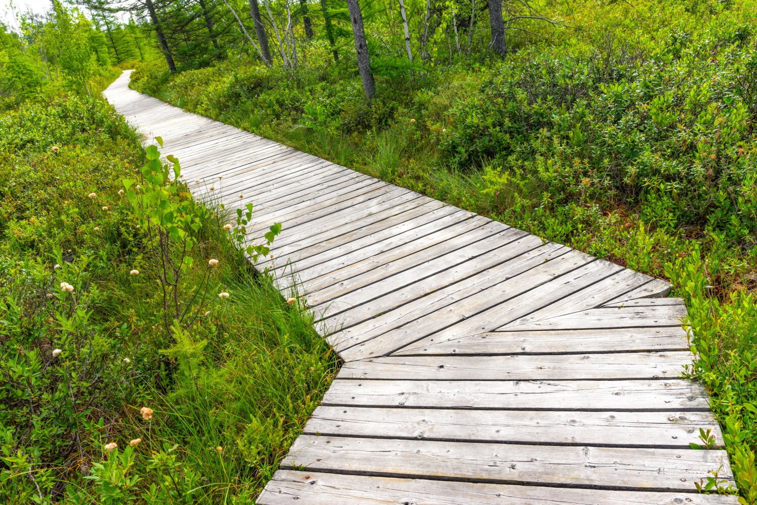 Zig Zag Art, Path Print, Path Photography, Zig Zag Print, Boardwalk ...