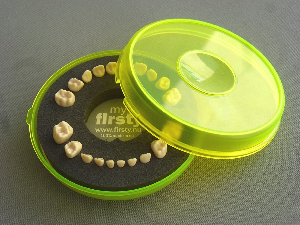 Download Printable Milk Tooth Chart in English, German and Dutch - Etsy