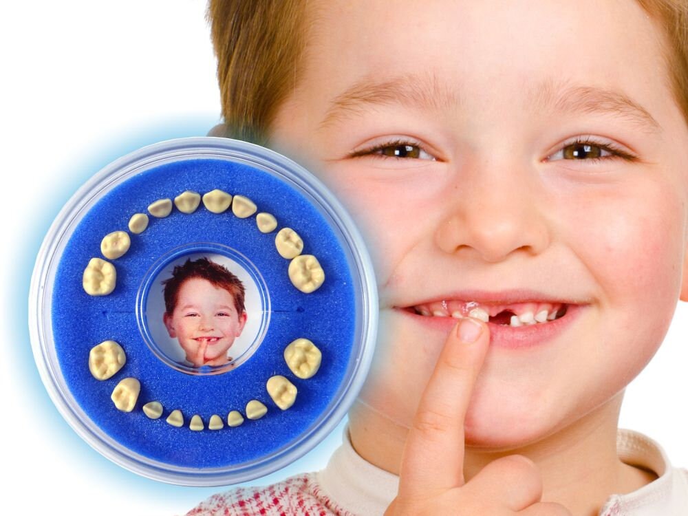 Download Printable Milk Tooth Chart in English, German and Dutch - Etsy