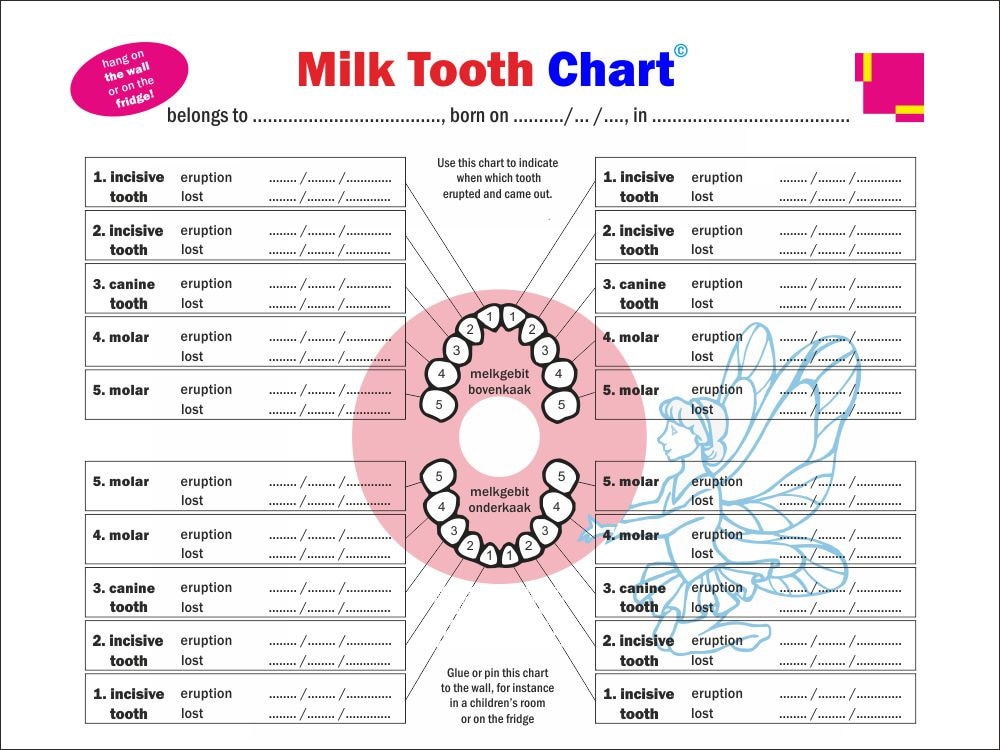 Download Printable Milk Tooth Chart in English, German and Dutch - Etsy