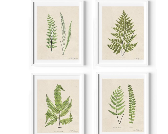 Set of 6 Botanical Fern Prints Gallery Wall 5x7 or A4 - Etsy