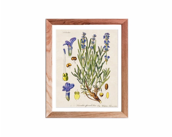 Lavender Wall Art Lavender Botanical Print Lavender Art - Etsy