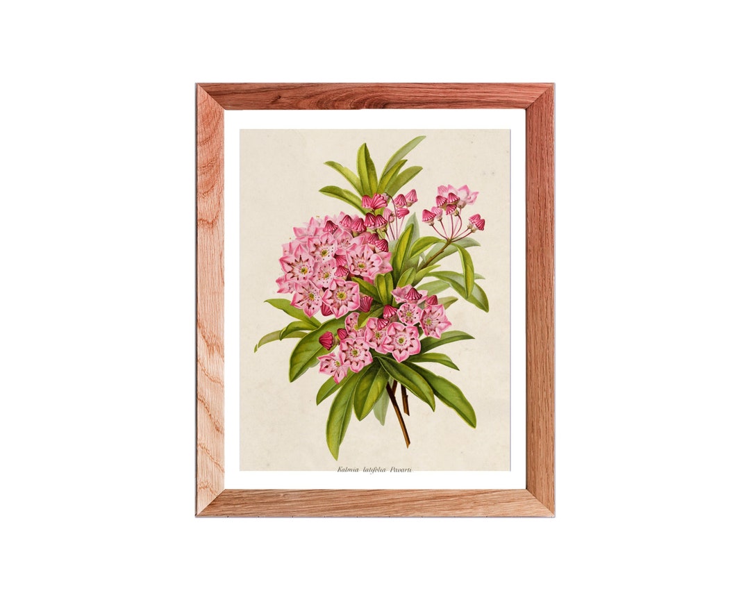 Pennsylvania State Flower, PA State Flower, Connecticut Flower, CT ...