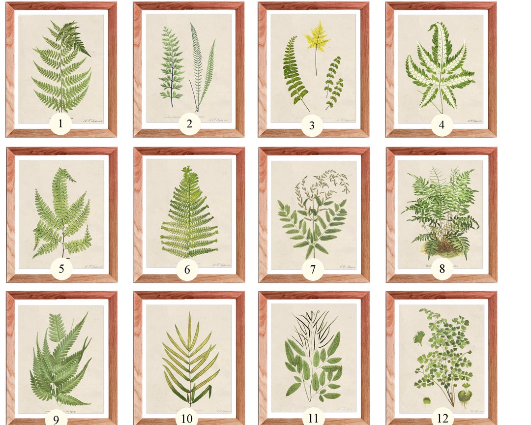 Fern Prints Set of 4, Fern Wall Art, Botanical Fern Prints, Botanical ...