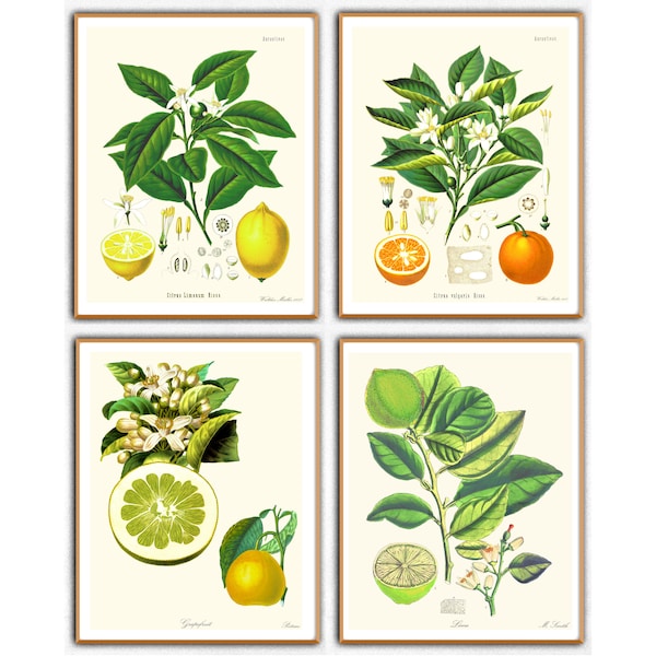 Citrus Print - Etsy