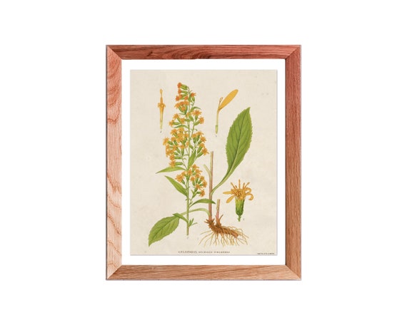 Kentucky State Flower Nebraska State Flower Yellow Flower - Etsy