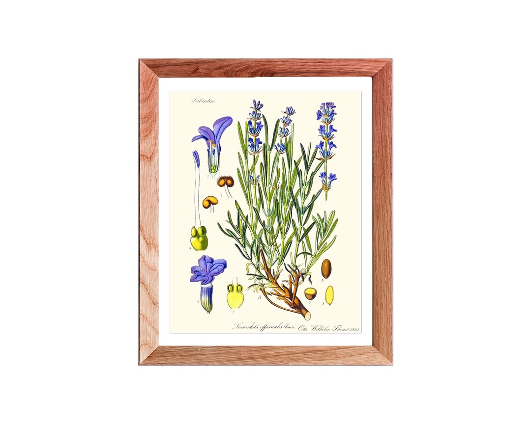 Lavender Wall Art, Lavender Botanical Print, Lavender Art Print ...