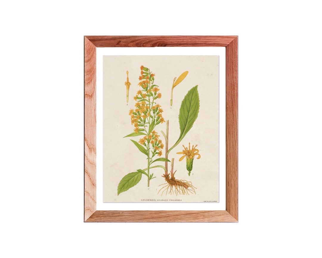 Kentucky State Flower, Nebraska State Flower, Yellow Flower Art ...