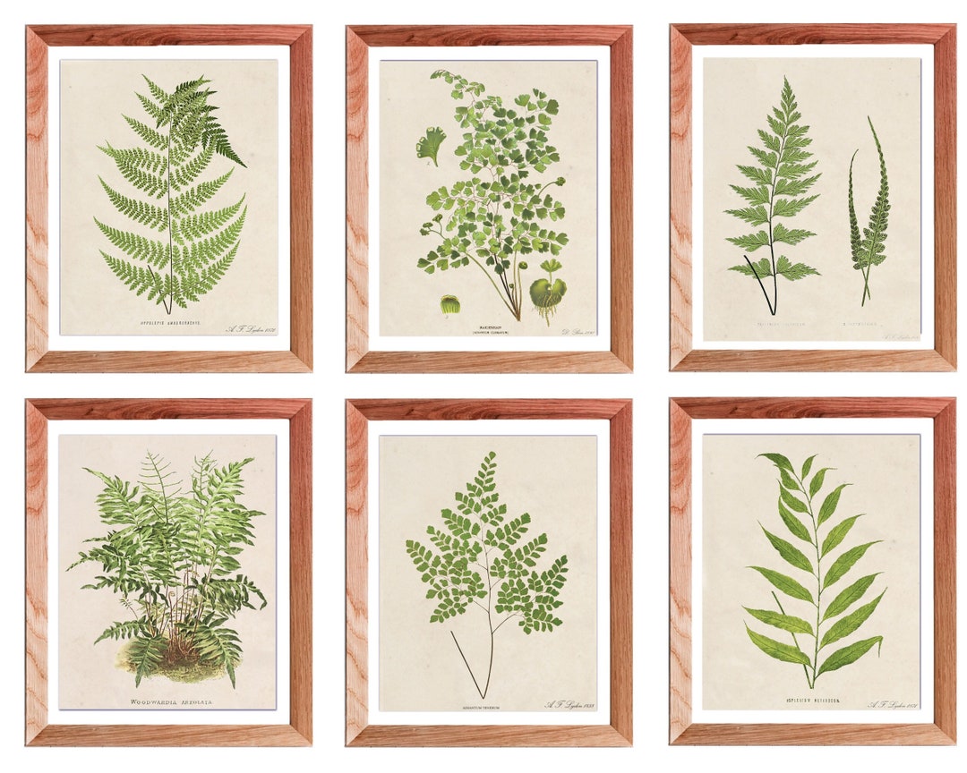 Fern Prints, Fern Wall Art, Botanical Wall Art, Maidenhair Fern ...
