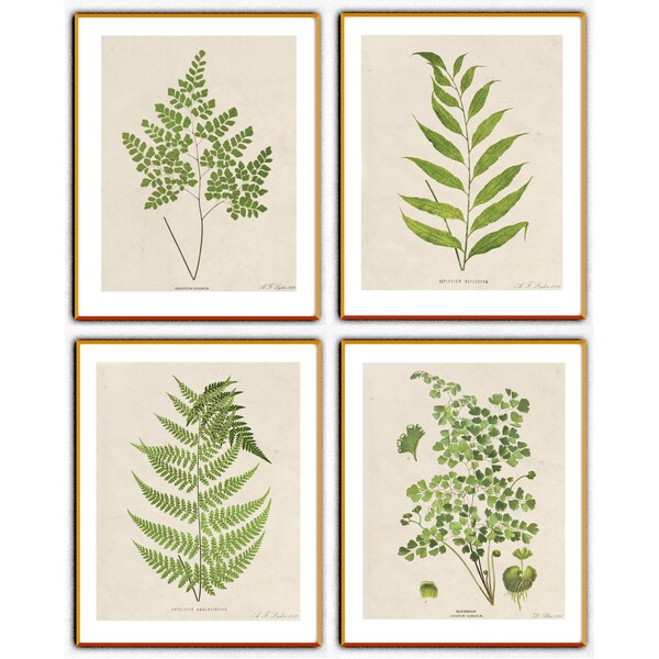 Fern Print - Etsy