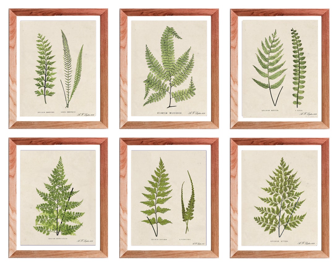Fern Prints Set of 6 Botanical Prints Set Fern Wall Art Set - Etsy