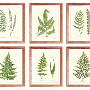 Fern Prints Set of 6 Botanical Prints Set Fern Wall Art Set - Etsy