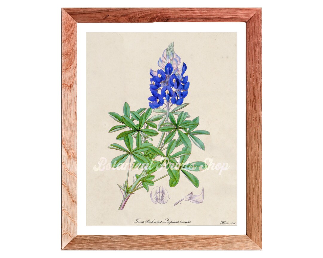 Texas State Flower Print Texas Bluebonnet Wall Art Texas - Etsy