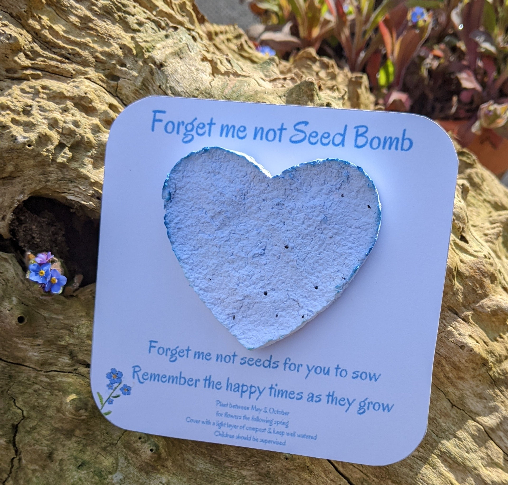 Forget Me Not Seed Bomb - Etsy UK